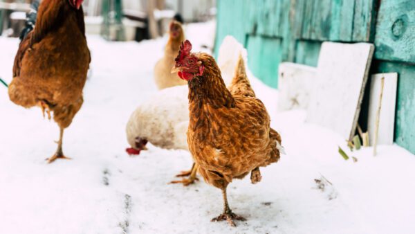 Managing Chickens in Snowy Conditions - InTheMarket.ie
