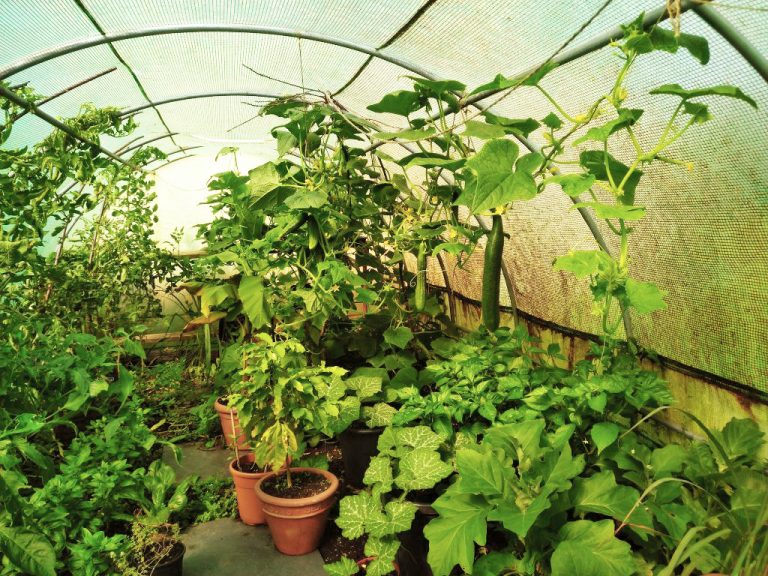 Year-Round Gardening with Polytunnels - Tips and Tricks - InTheMarket.ie