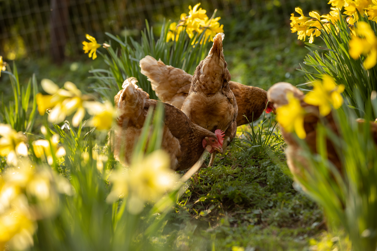 An Introduction to Keeping Chickens in Ireland - InTheMarket.ie