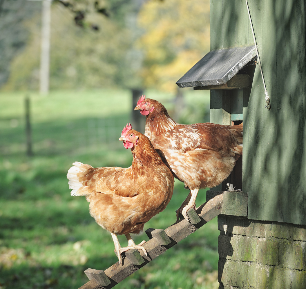 Hen House - InTheMarket.ie